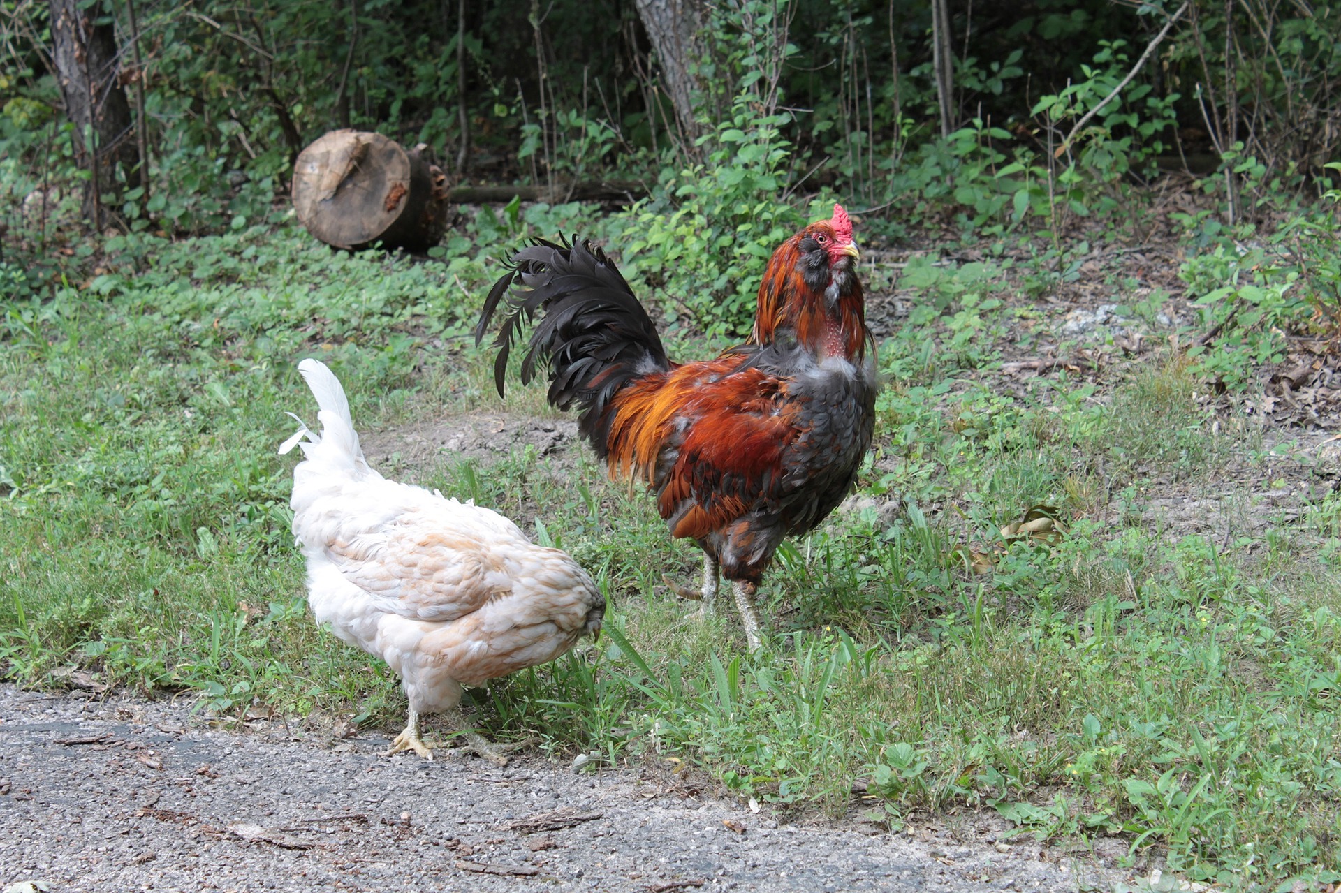 Comment utiliser la fiente de poule comme engrais naturel